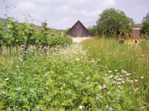 Weingut Hirsch – seit 1878 mit Eigensinn