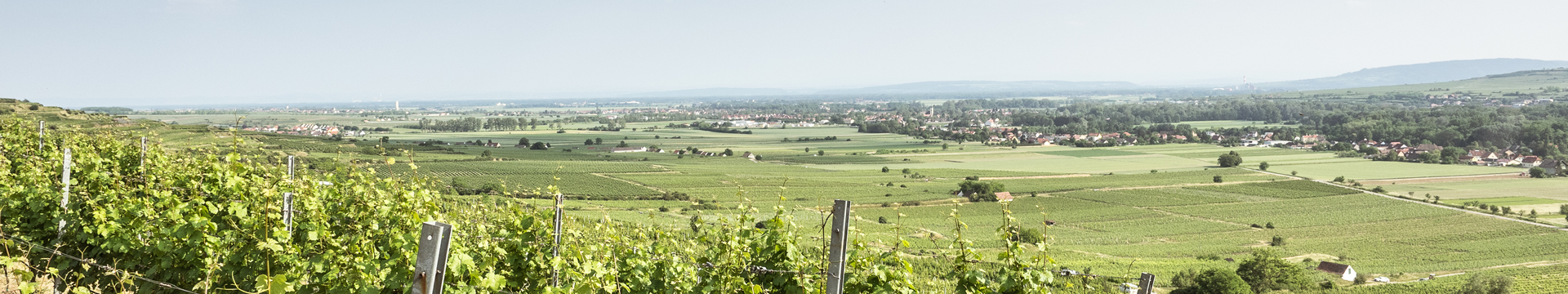 Our Origins – Weingut Hirsch